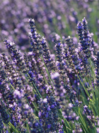 Michael Lobosco Service Details - Patterson, New York | Dwyer Funeral Home